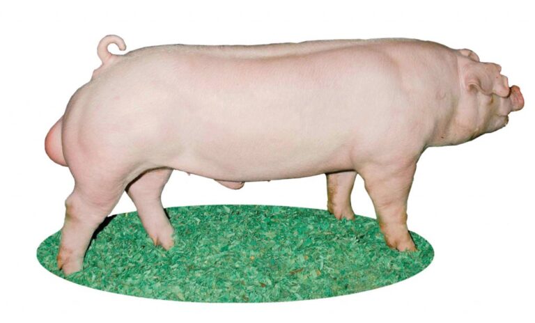 Top Eight Major Swine Breeds - Pork Checkoff