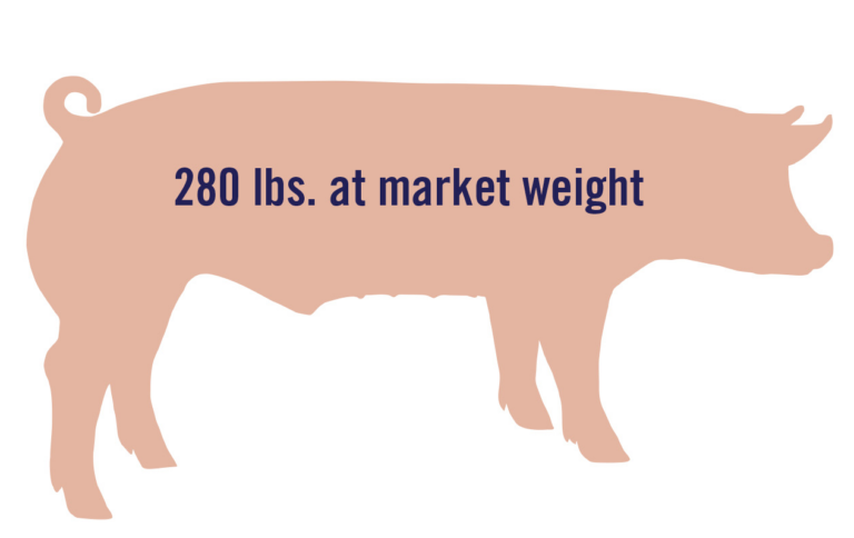 Life Cycle of a Market Pig - Pork Checkoff