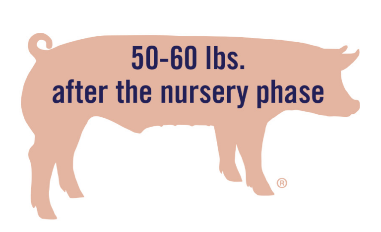 Life Cycle of a Market Pig - Pork Checkoff
