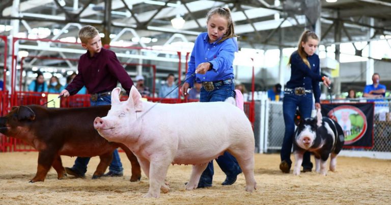 Biosecurity at Pig Shows - Pork Checkoff