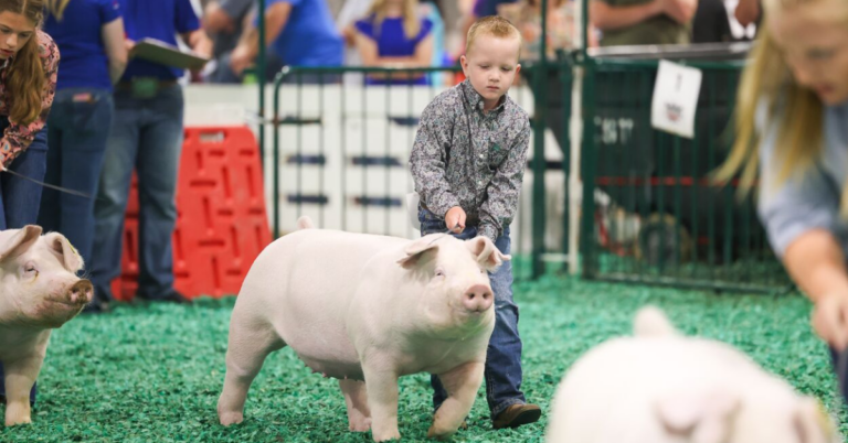 Show Pig Producers