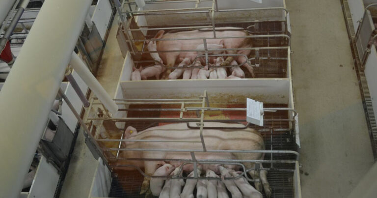 Future-Ready Facilities: Producer-Led Research Puts Farrowing Housing ...
