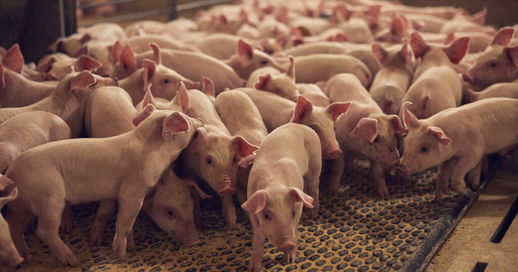 Several improvements were made to the Secure Pork Supply (SPS) Plan ...